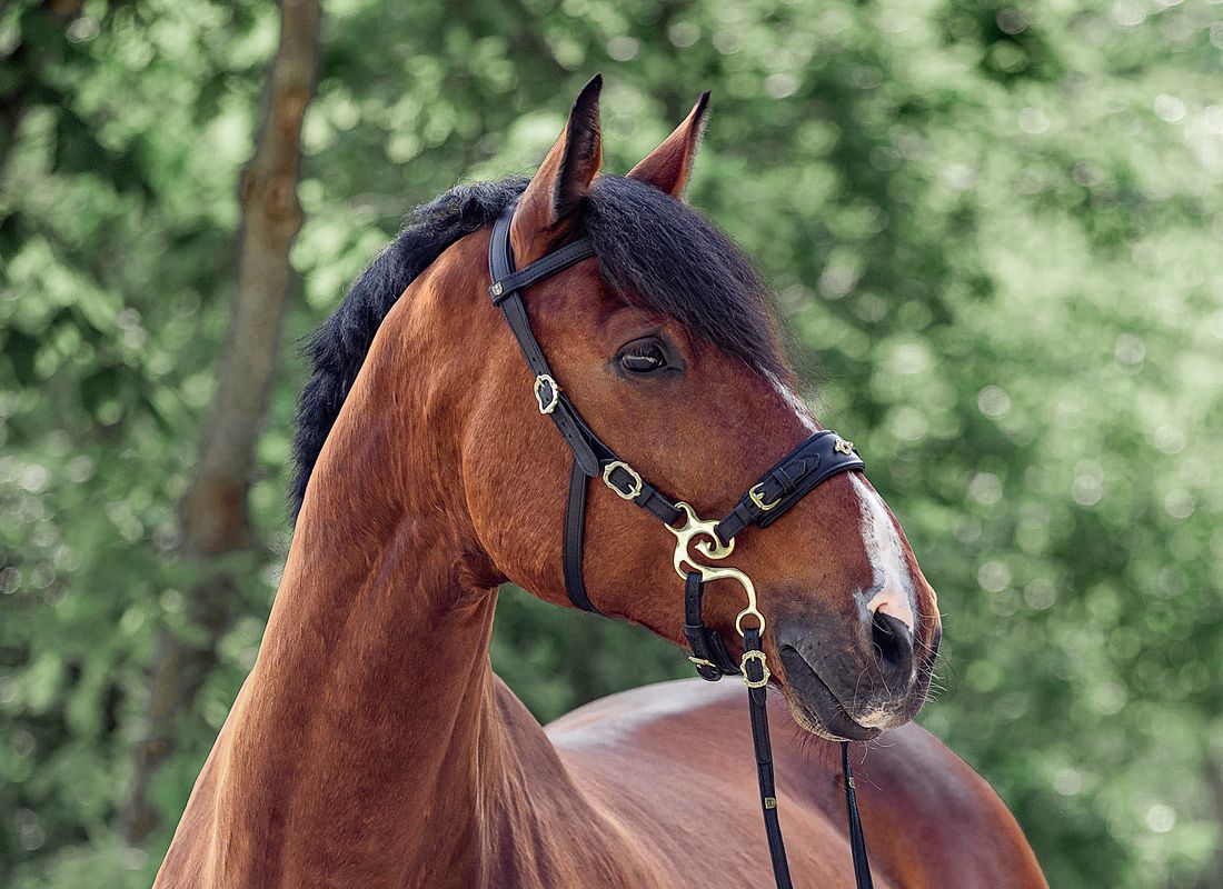 Barock Hackamore | Hillbury: Reitsportartikel & -Zubehör