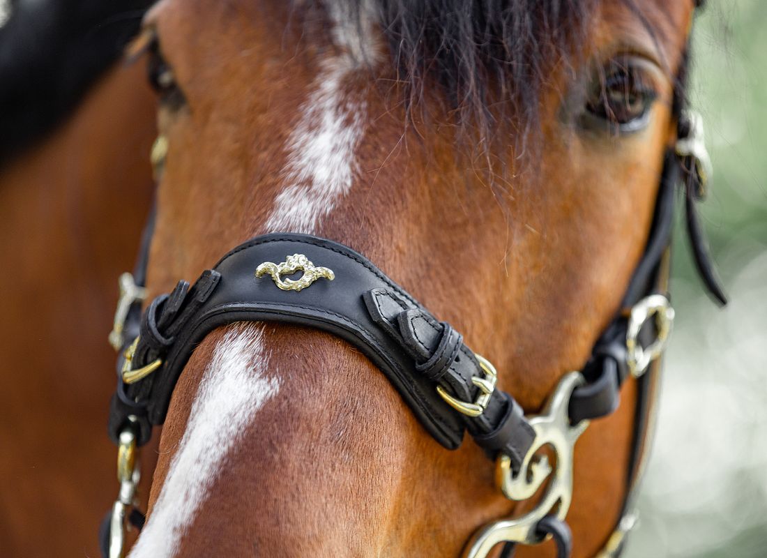 Barock Hackamore | Hillbury: Reitsportartikel & -Zubehör