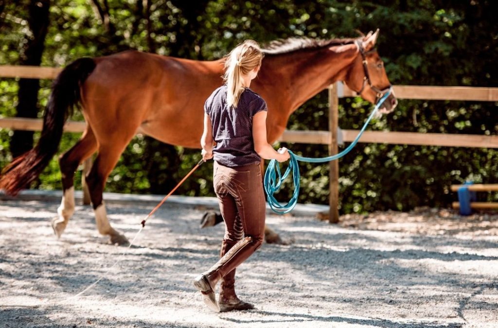 Trainingseinheit beim Longieren: Übungen | Hillbury - Pferde-Blog