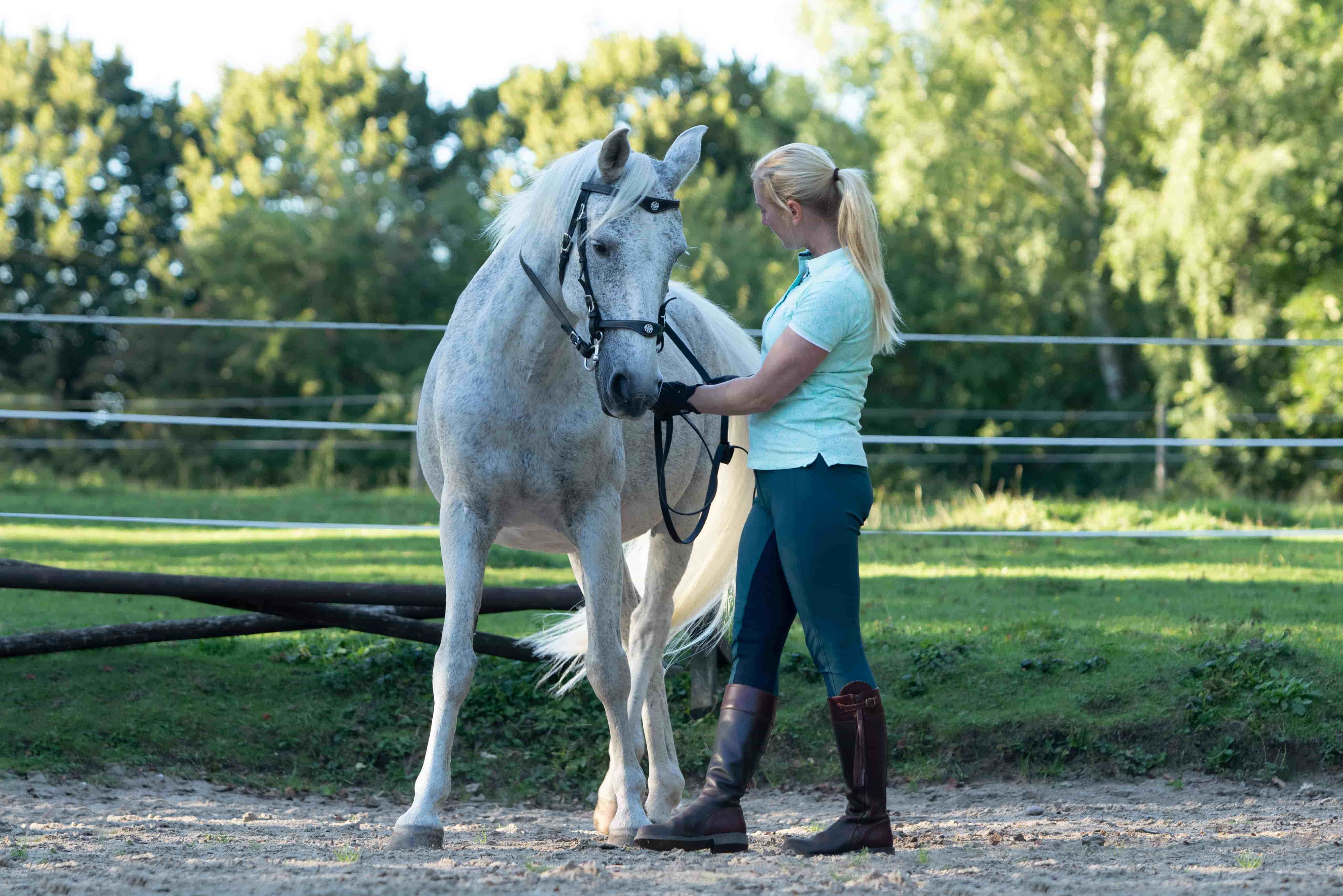 Hillbury-Blog: Kategorie: Pferde-Training
